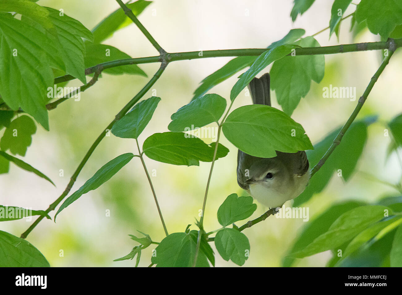 A Warbling Vireo song bird seen in spring at Magee Marsh in Ohio right ...