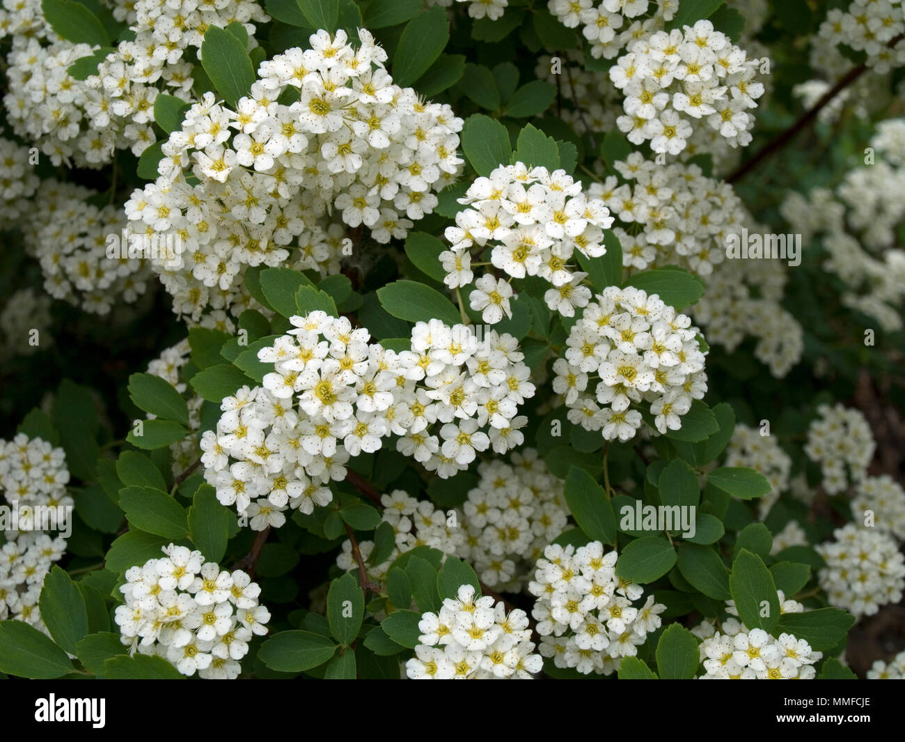 Flowering Spiraea shrub Stock Photo - Alamy