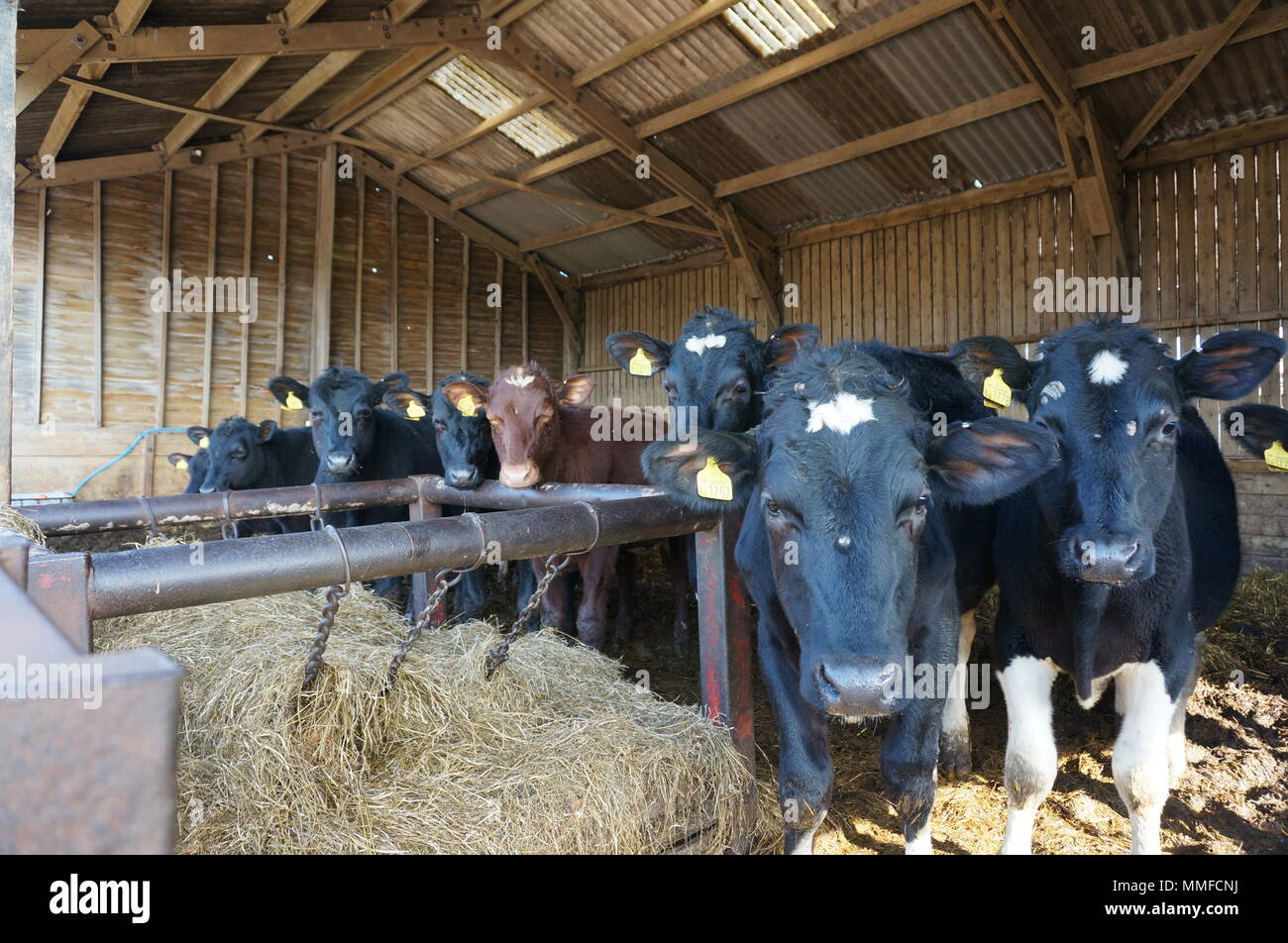 Dairy cows in barn hi-res stock photography and images - Alamy