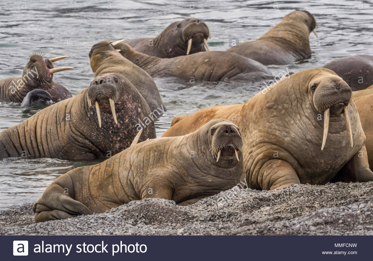 Walrus Herd High Resolution Stock Photography and Images - Alamy