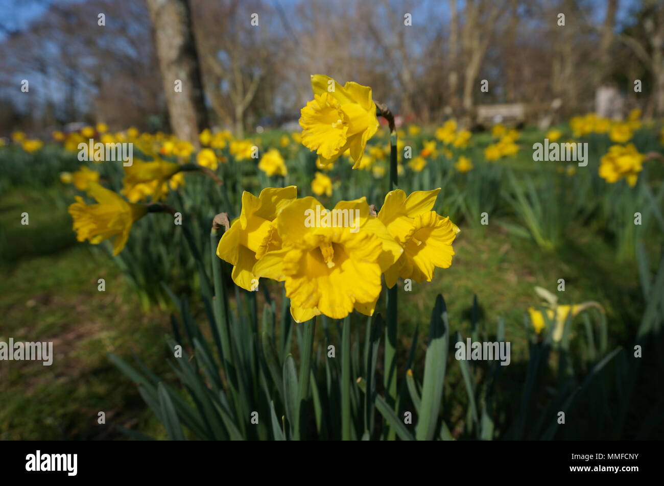 Daffodil double hi-res stock photography and images - Alamy