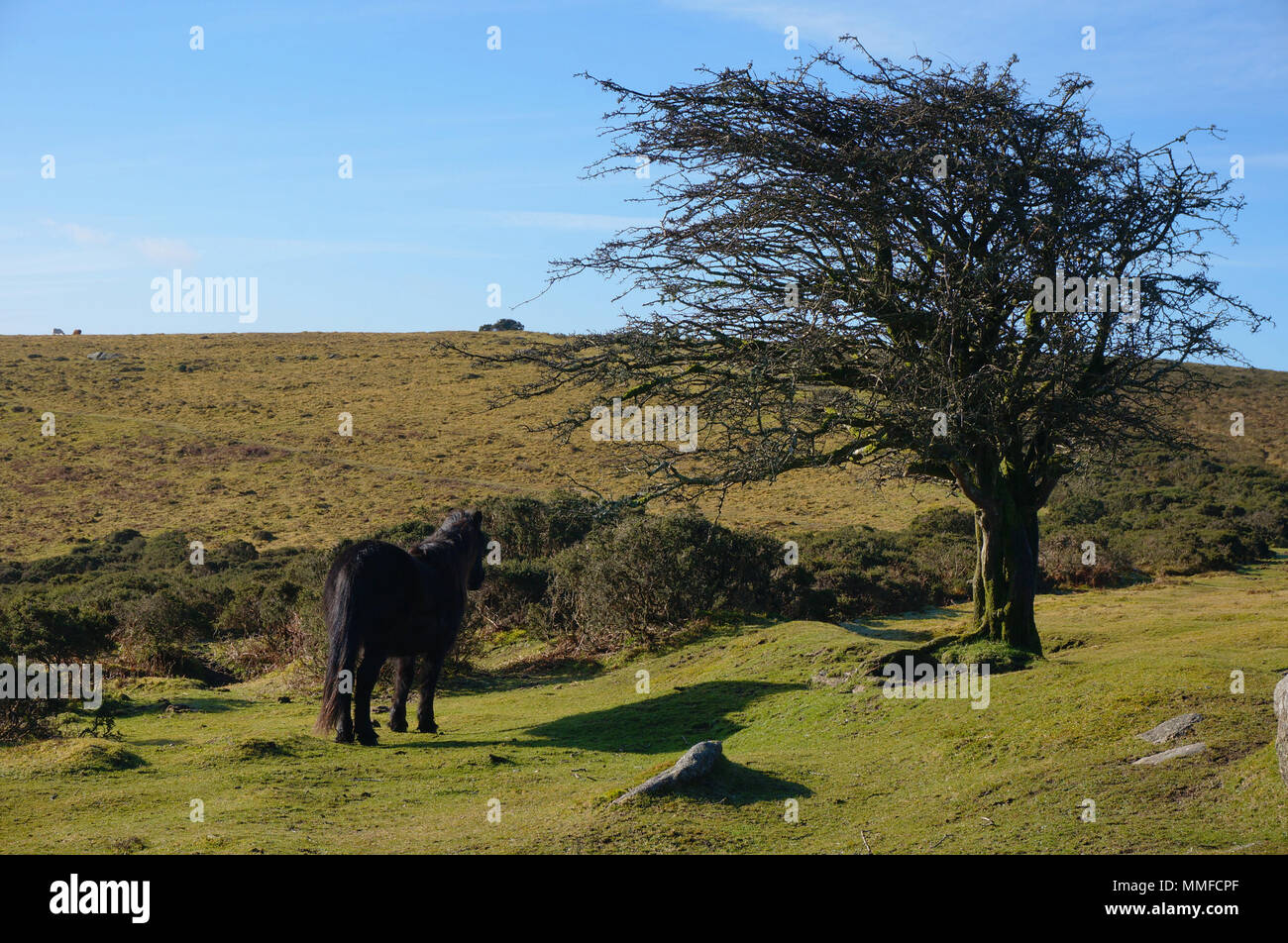 Dartmoor pony and tree Stock Photo - Alamy