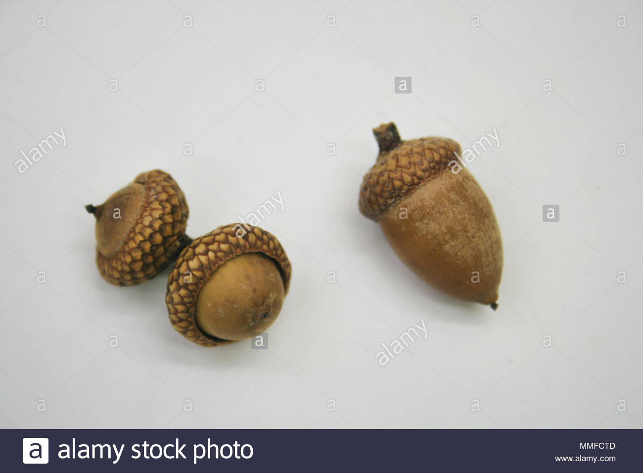 Oblong Shell High Resolution Stock Photography and Images - Alamy