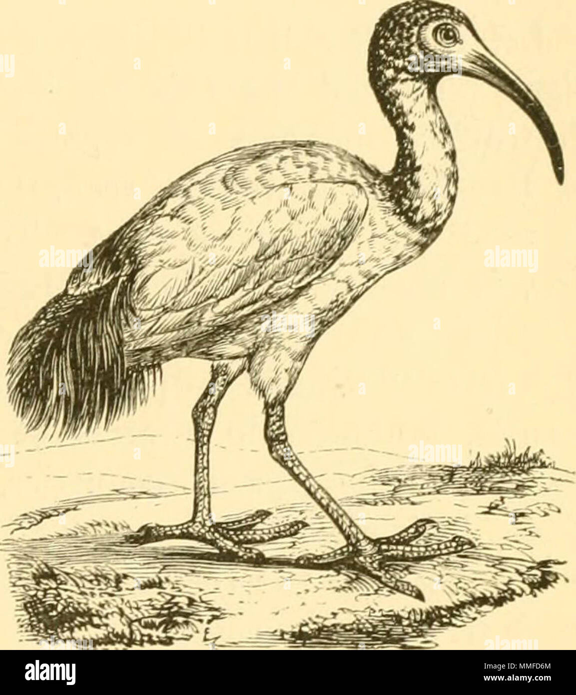 "Reptiles and birds : a popular account of the various orders; with a ...