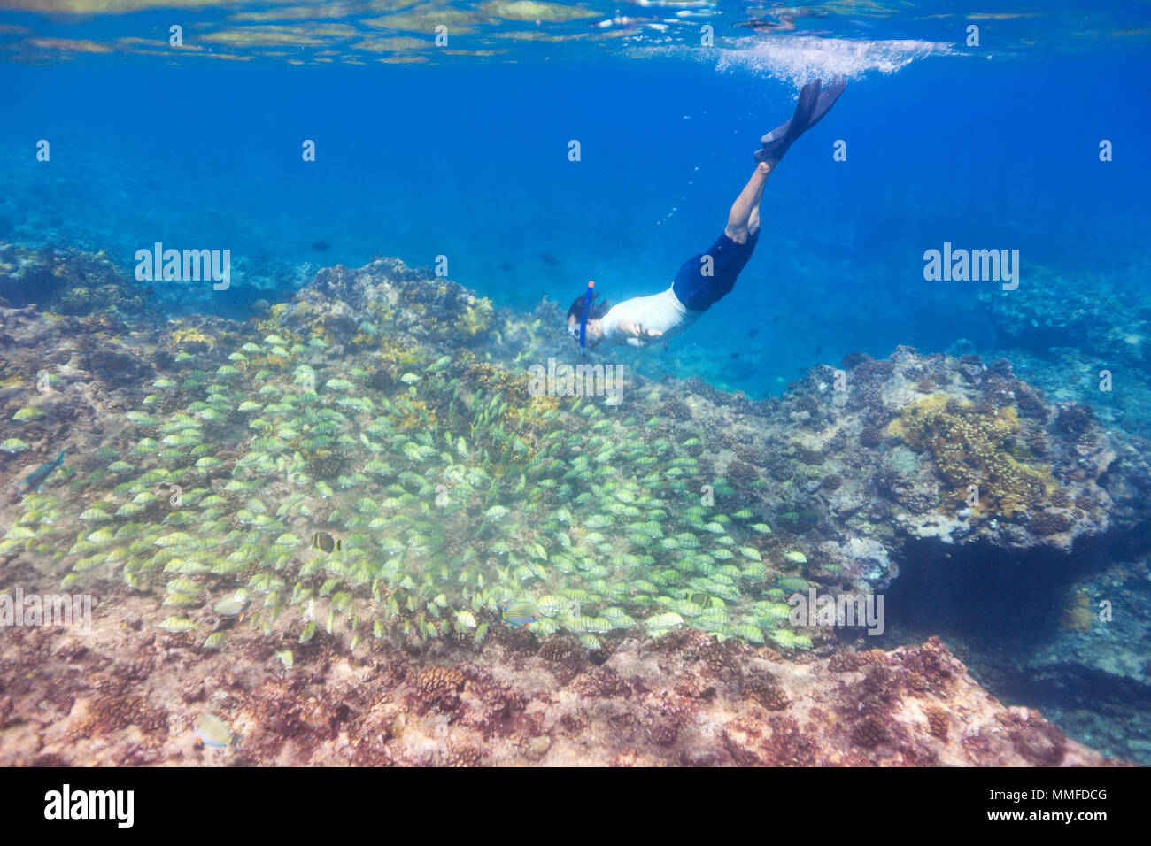 Man diving towards convict tang fish school Stock Photo - Alamy