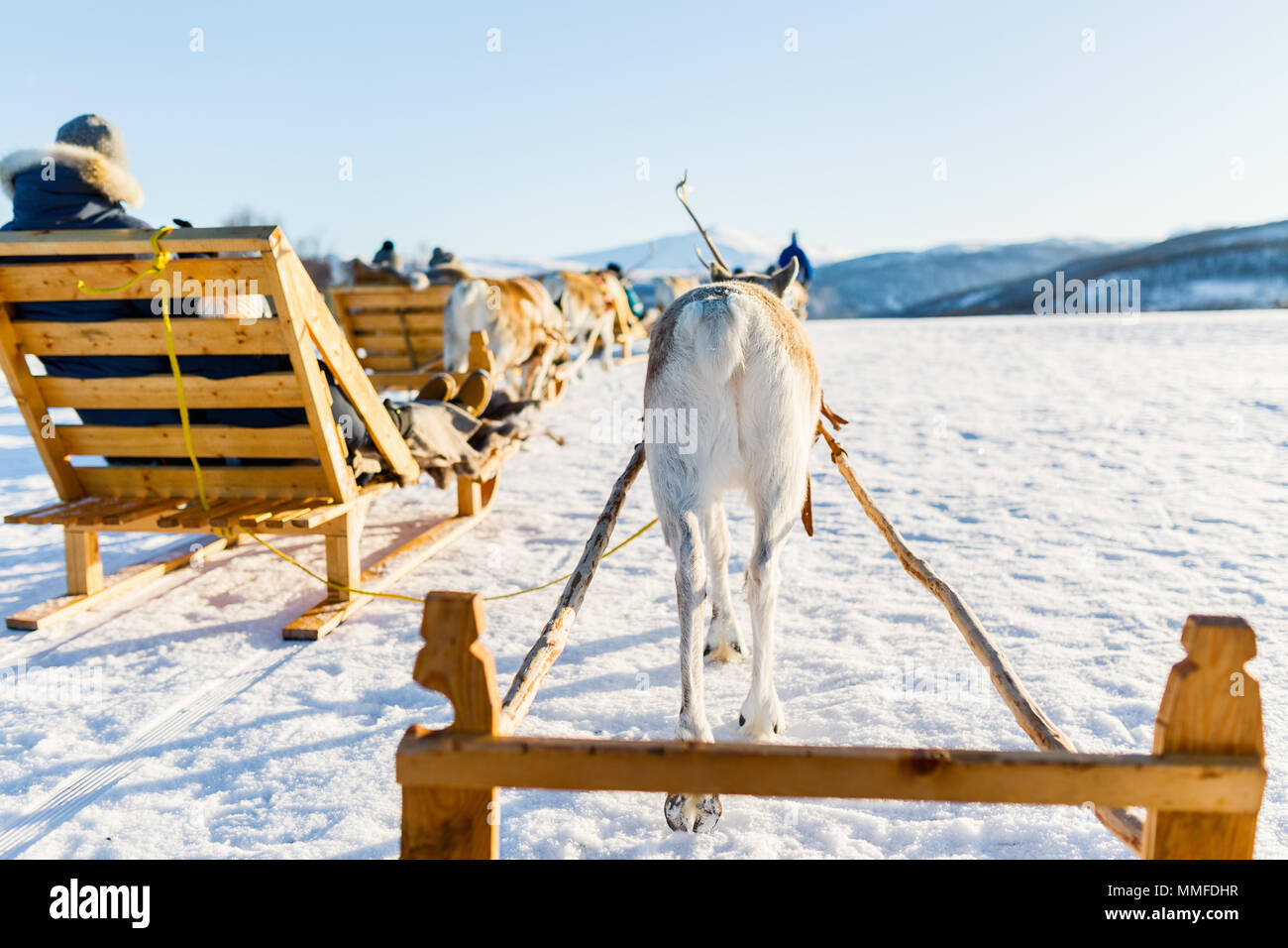 Close up of reindeer pulling a sledge Northern Norway on sunny winter ...