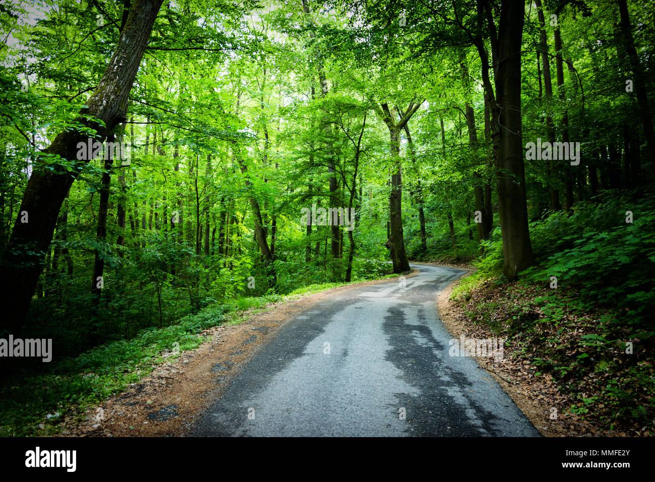 Road in summer forest Stock Photo - Alamy