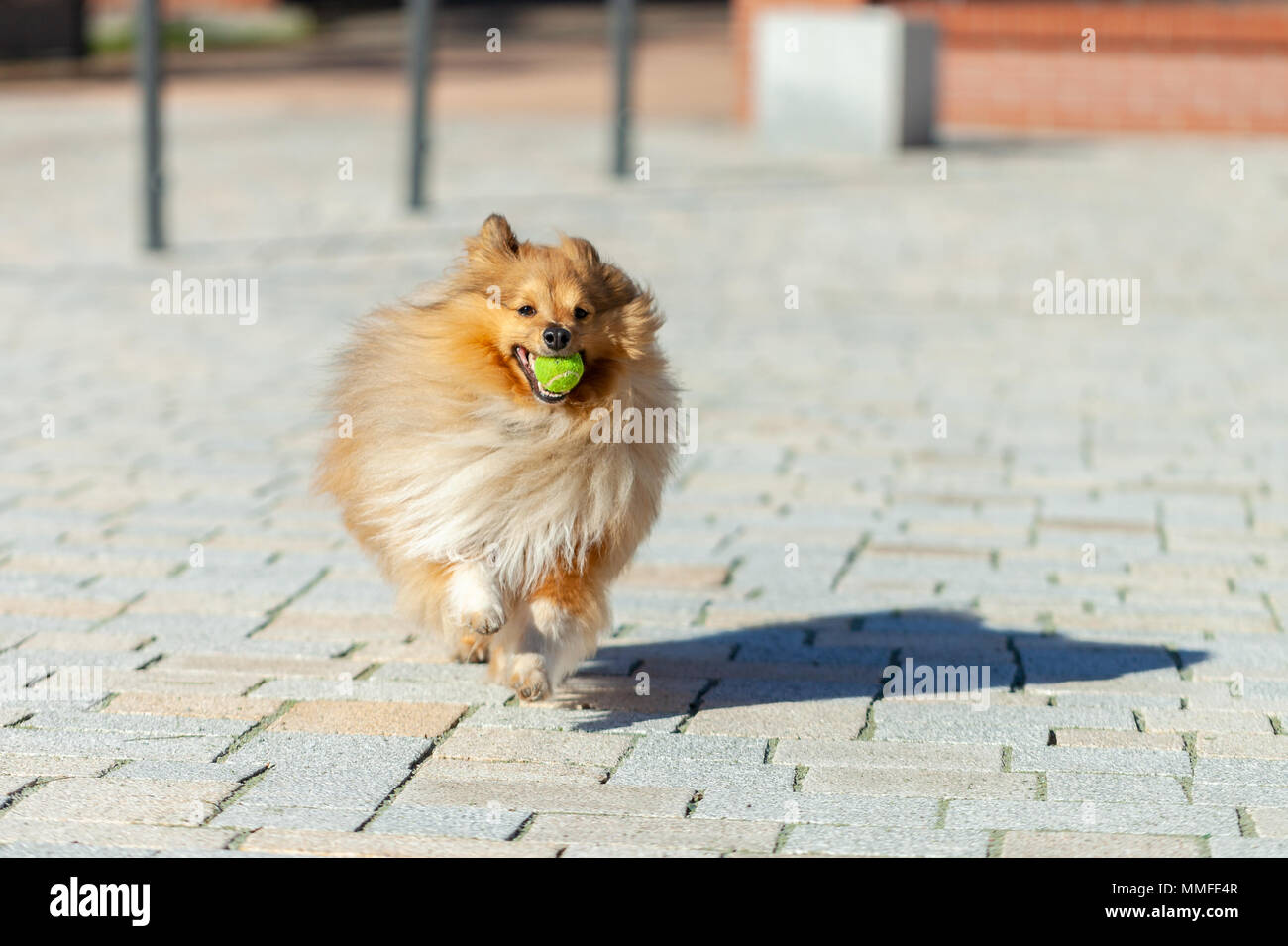 a shetland sheepdog plays with a little ball Stock Photo - Alamy