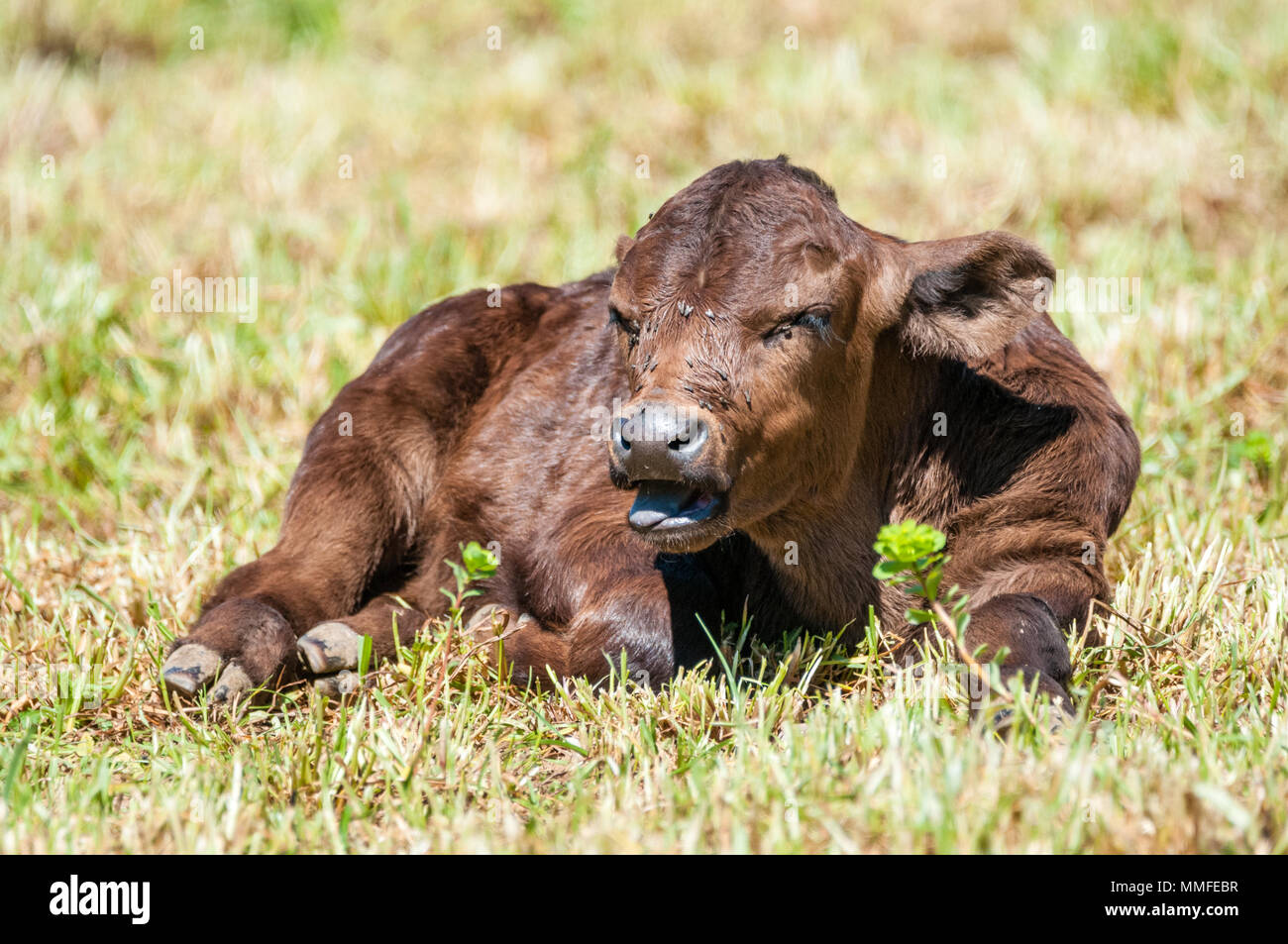 Cow mouth open hi-res stock photography and images - Alamy