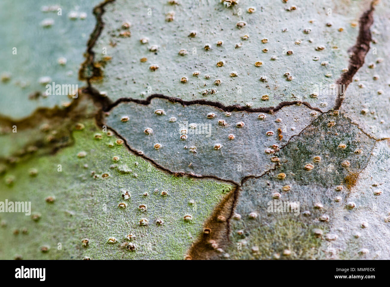 A textured mosaic of bark on a Mahogany trees growing on a farm in the ...