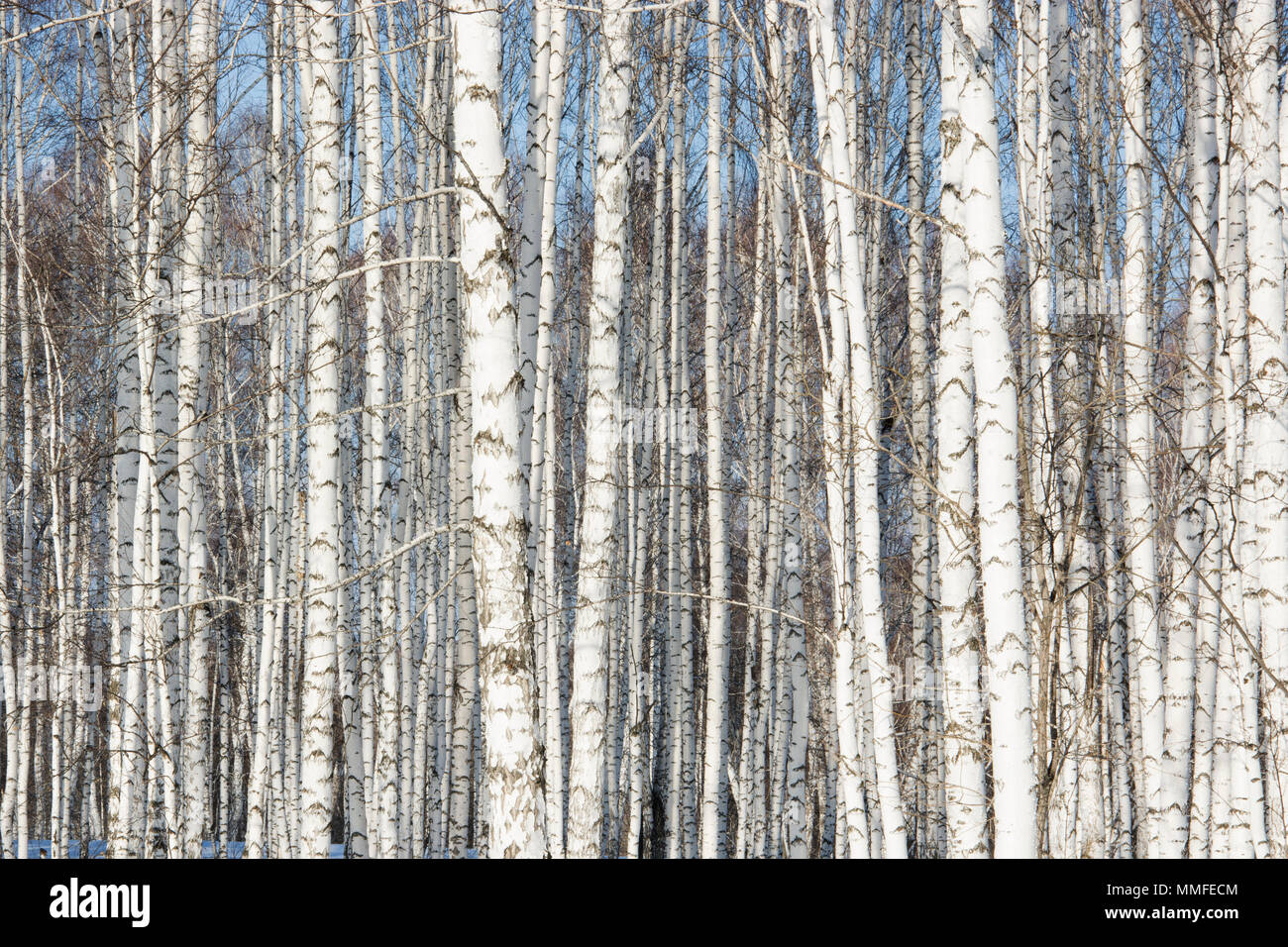 Birch rod hi-res stock photography and images - Alamy