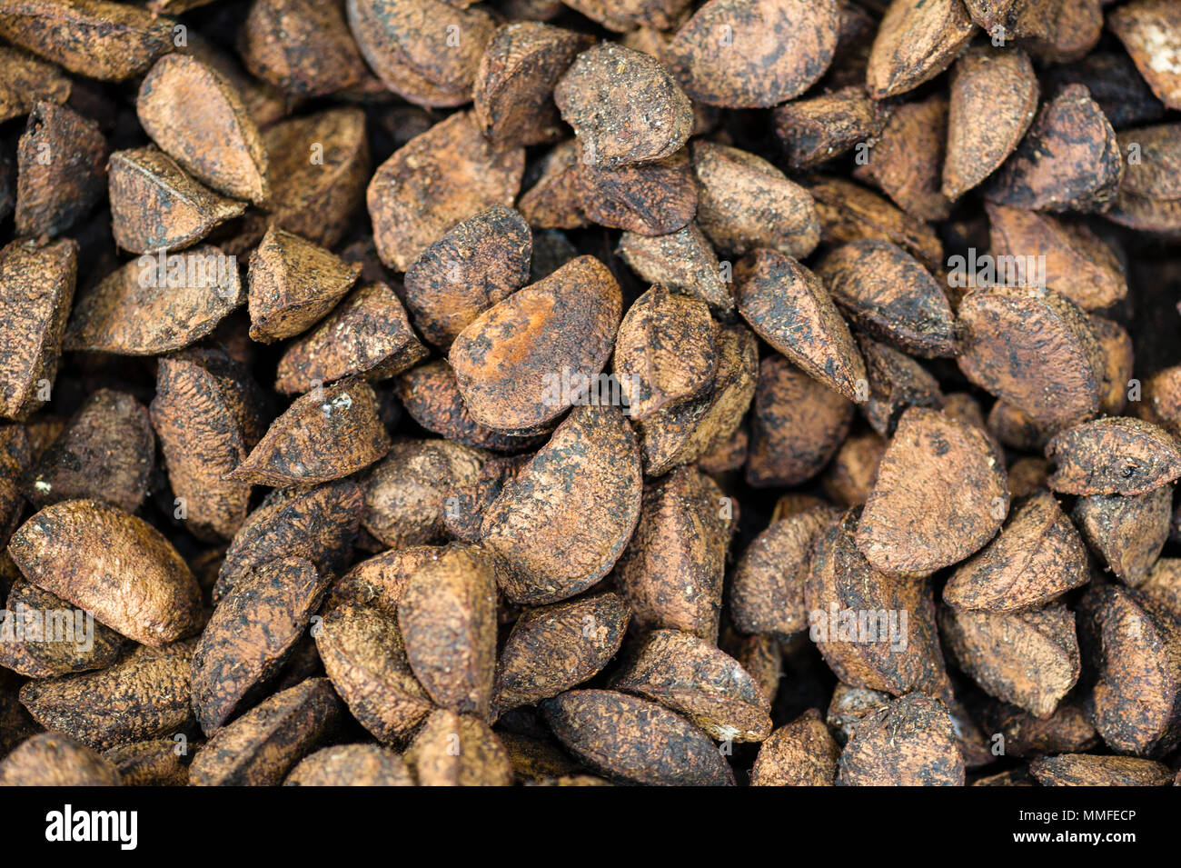 A mound of fresh Brazil Nuts harvested from the rainforest Stock Photo ...