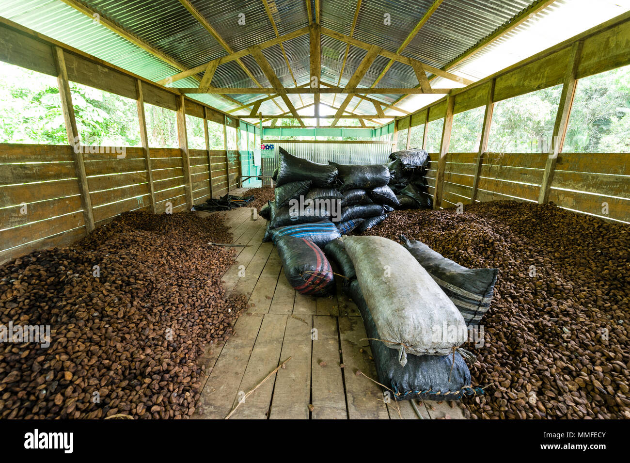 A mound of fresh Brazil Nuts harvested from the rainforest in a drying ...