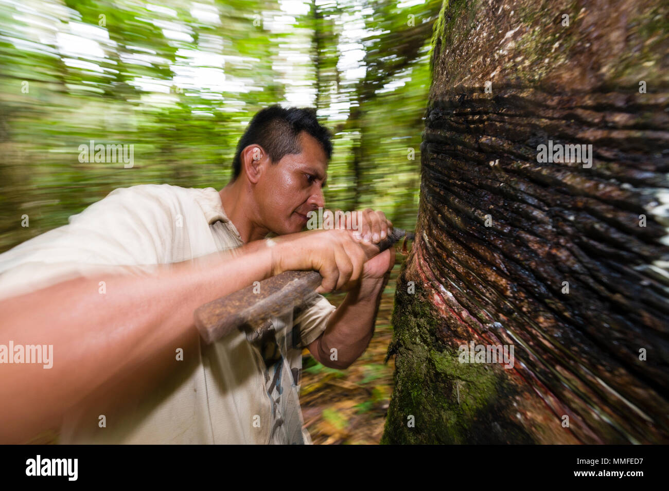 A rubber tapper uses a sharp blade to cut into the trunk bark of a ...