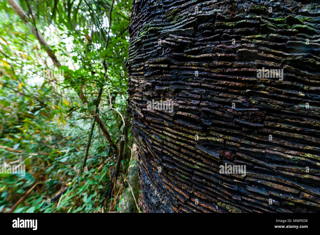 Cuts in the trunk bark of a tall rubber tree in the rainforest for ...