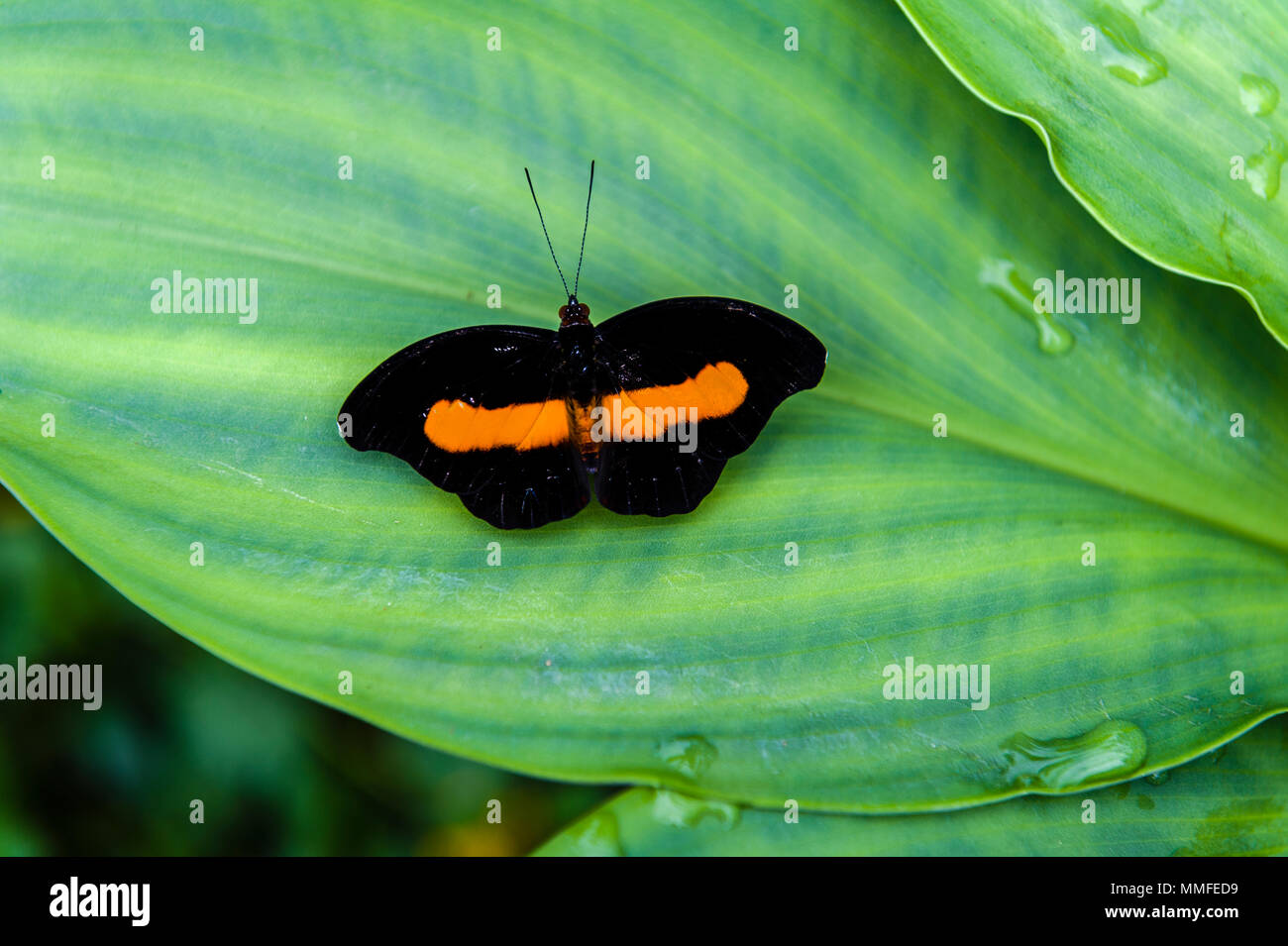 Acontius firewing hi-res stock photography and images - Alamy