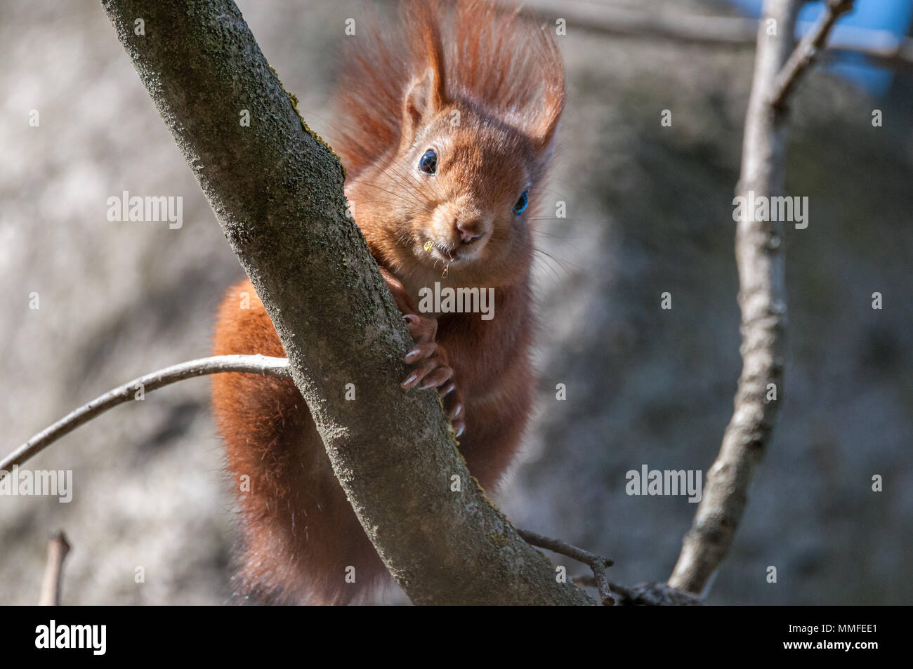 Esquirol vermell hi-res stock photography and images - Alamy