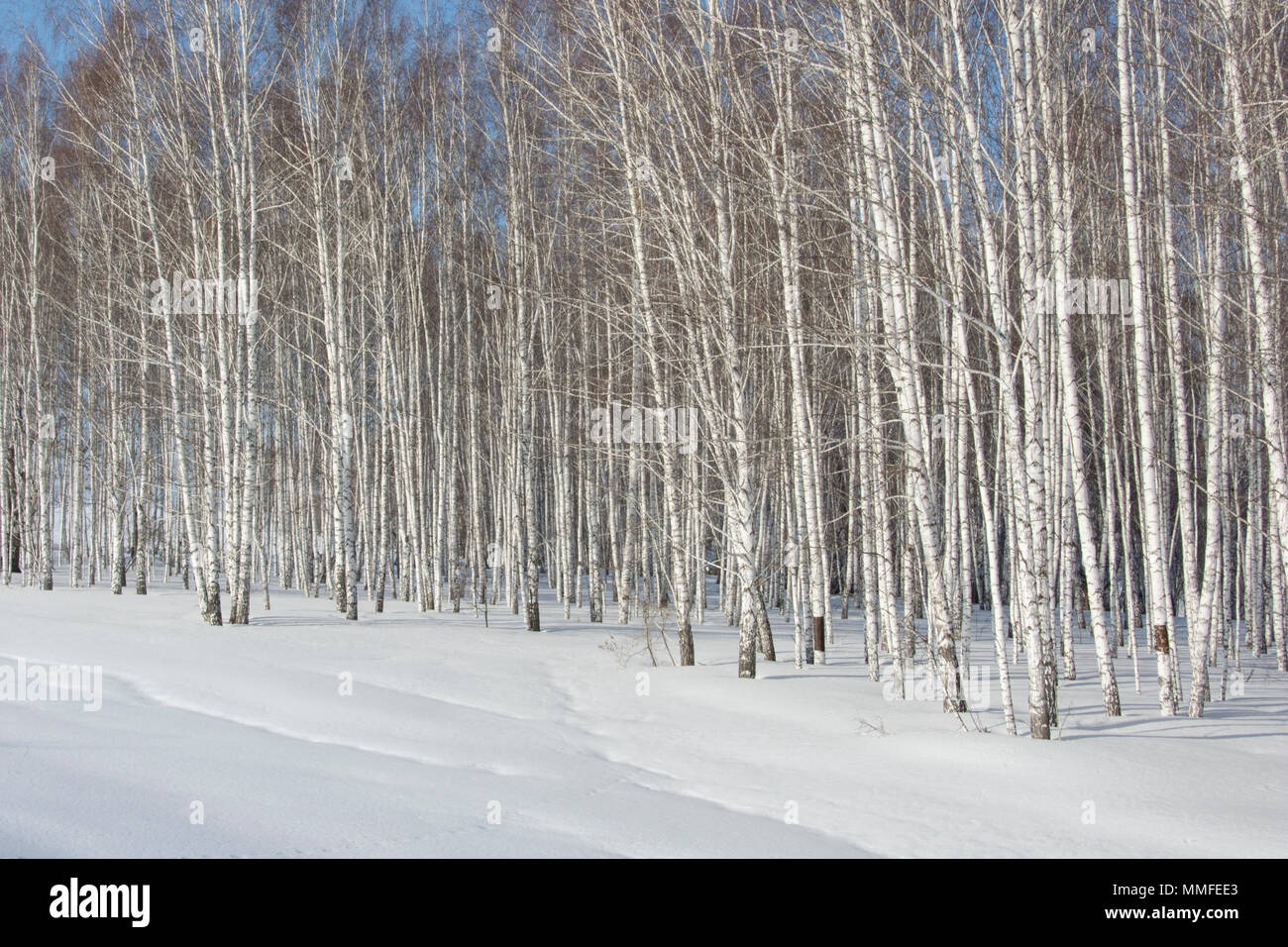 Birch rod hi-res stock photography and images - Alamy