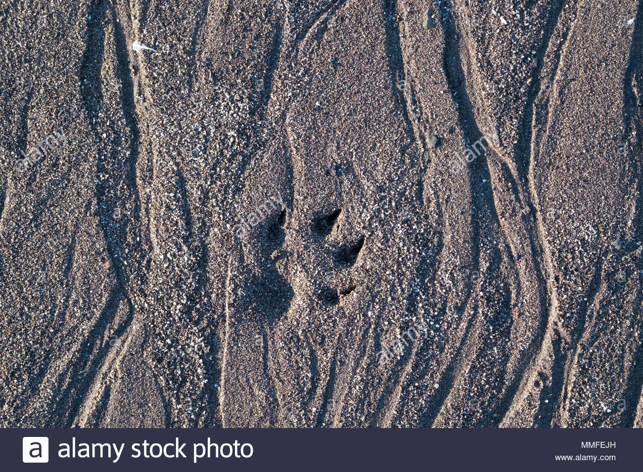 Fox Footprint Stock Photos & Fox Footprint Stock Images - Alamy