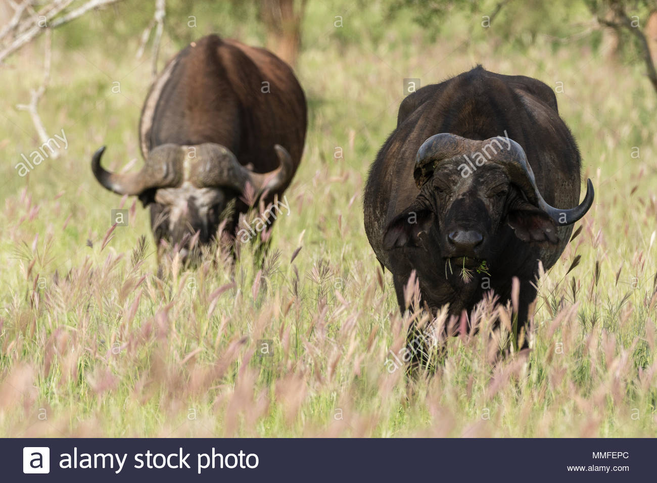 Broken Horn Stock Photos & Broken Horn Stock Images - Alamy
