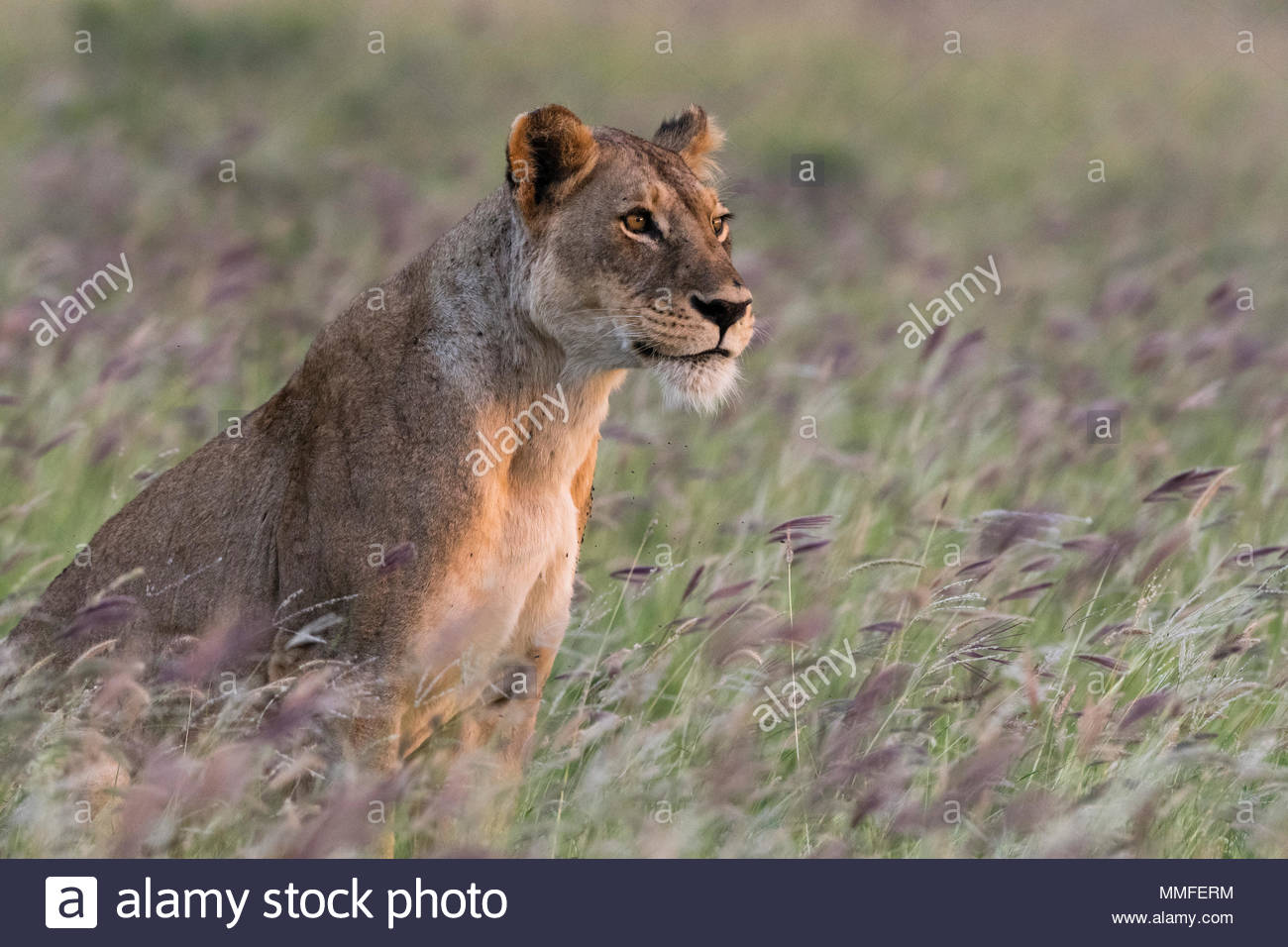 Lioness Sitting Side View Stock Photos & Lioness Sitting Side View ...