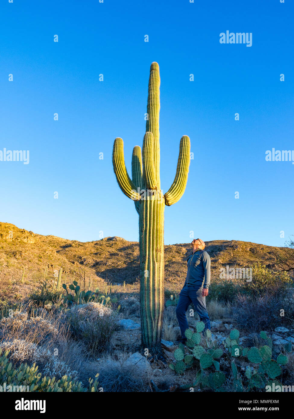 Towering giant saguaro cactus hi-res stock photography and images - Alamy