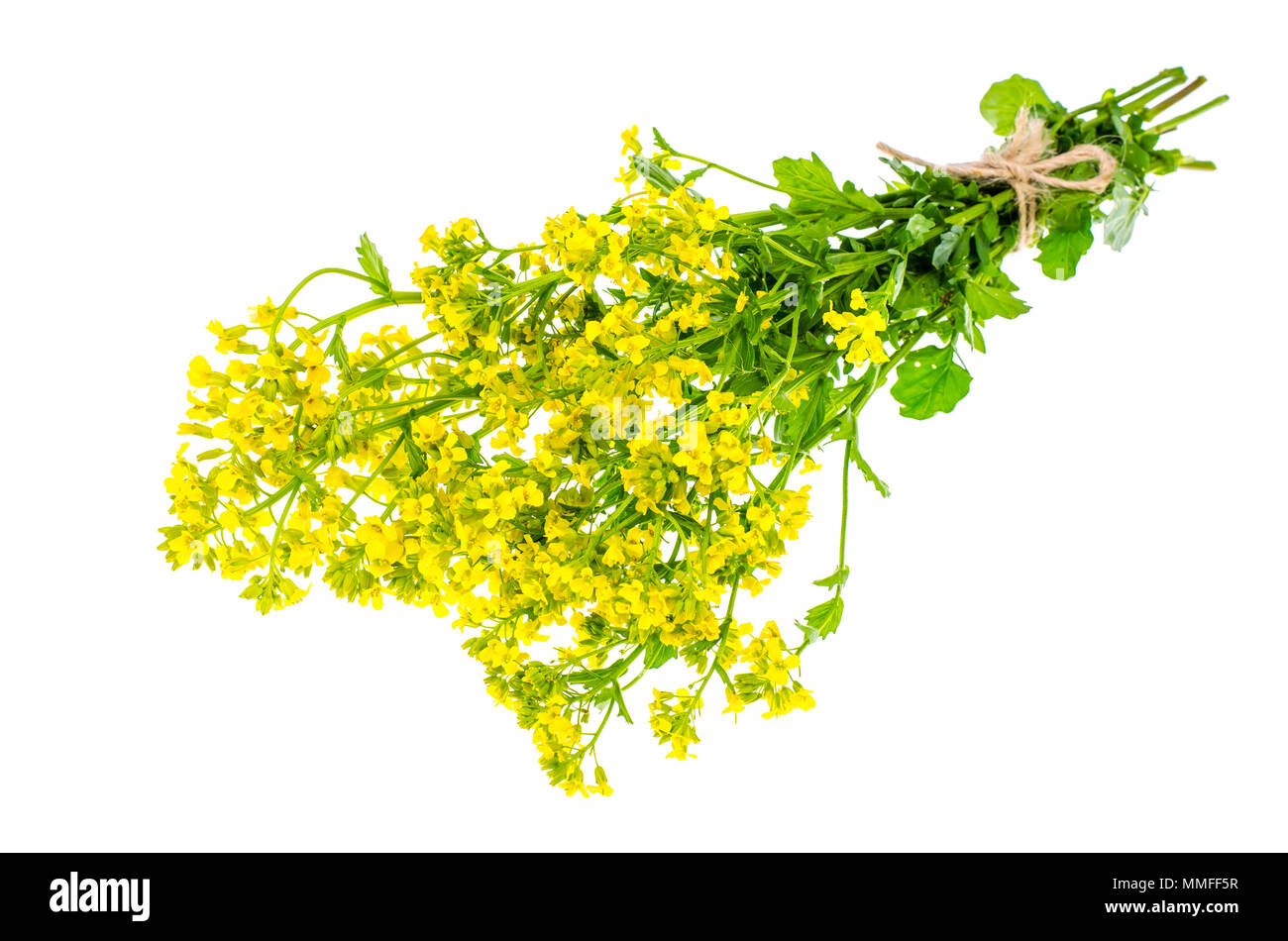 Bunch of stems with small yellow flowers. Studio Photo Stock Photo - Alamy
