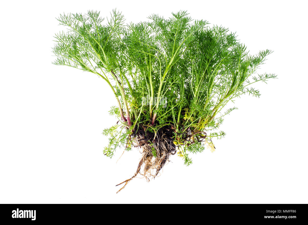 Bunch of green young shoots with roots. Studio Photo Stock Photo - Alamy
