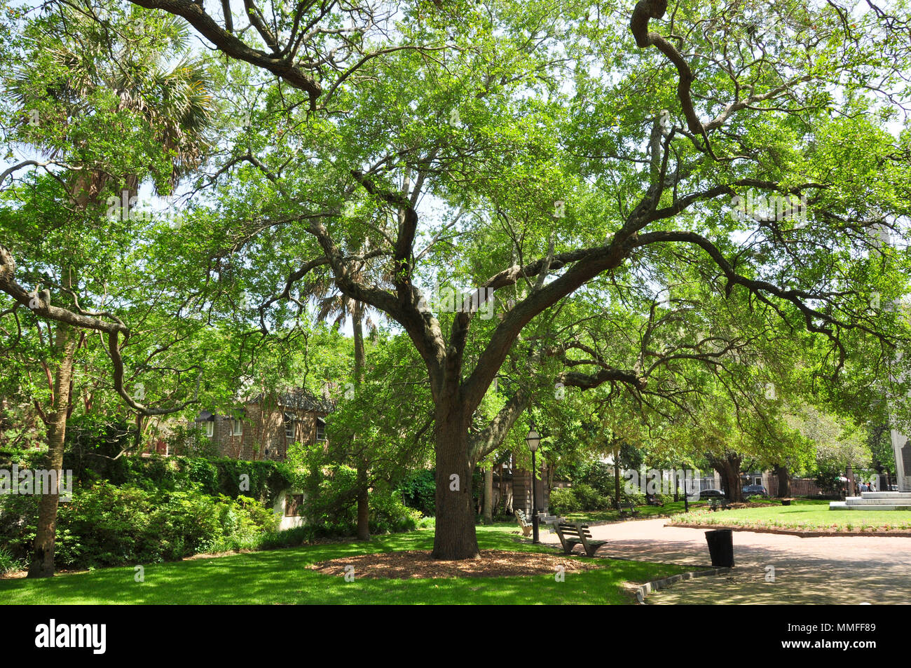 Magnificent ancient trees in this public park in Charleston, South ...