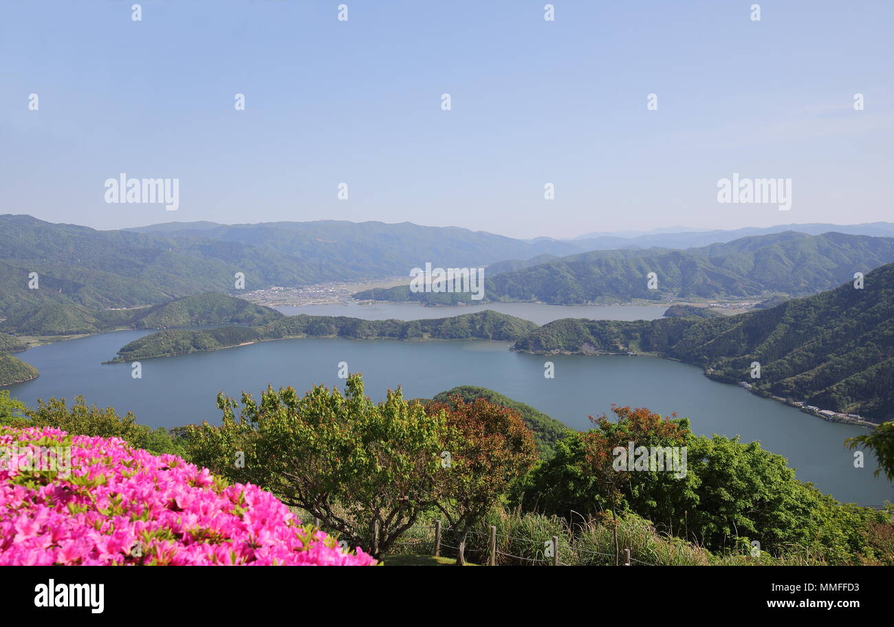 Japan national flower hi-res stock photography and images - Alamy