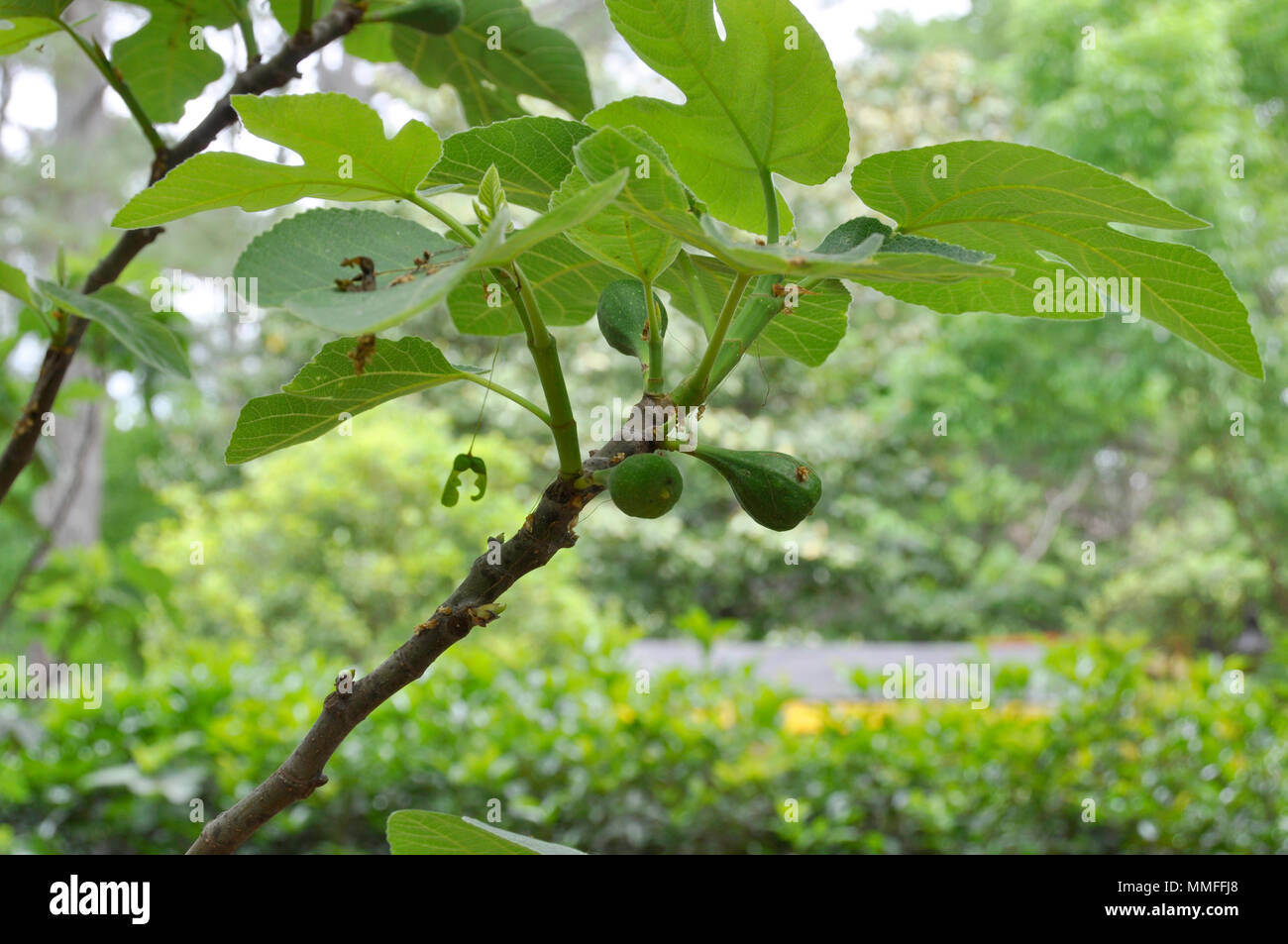 Developing fruit palm tree hi-res stock photography and images - Alamy