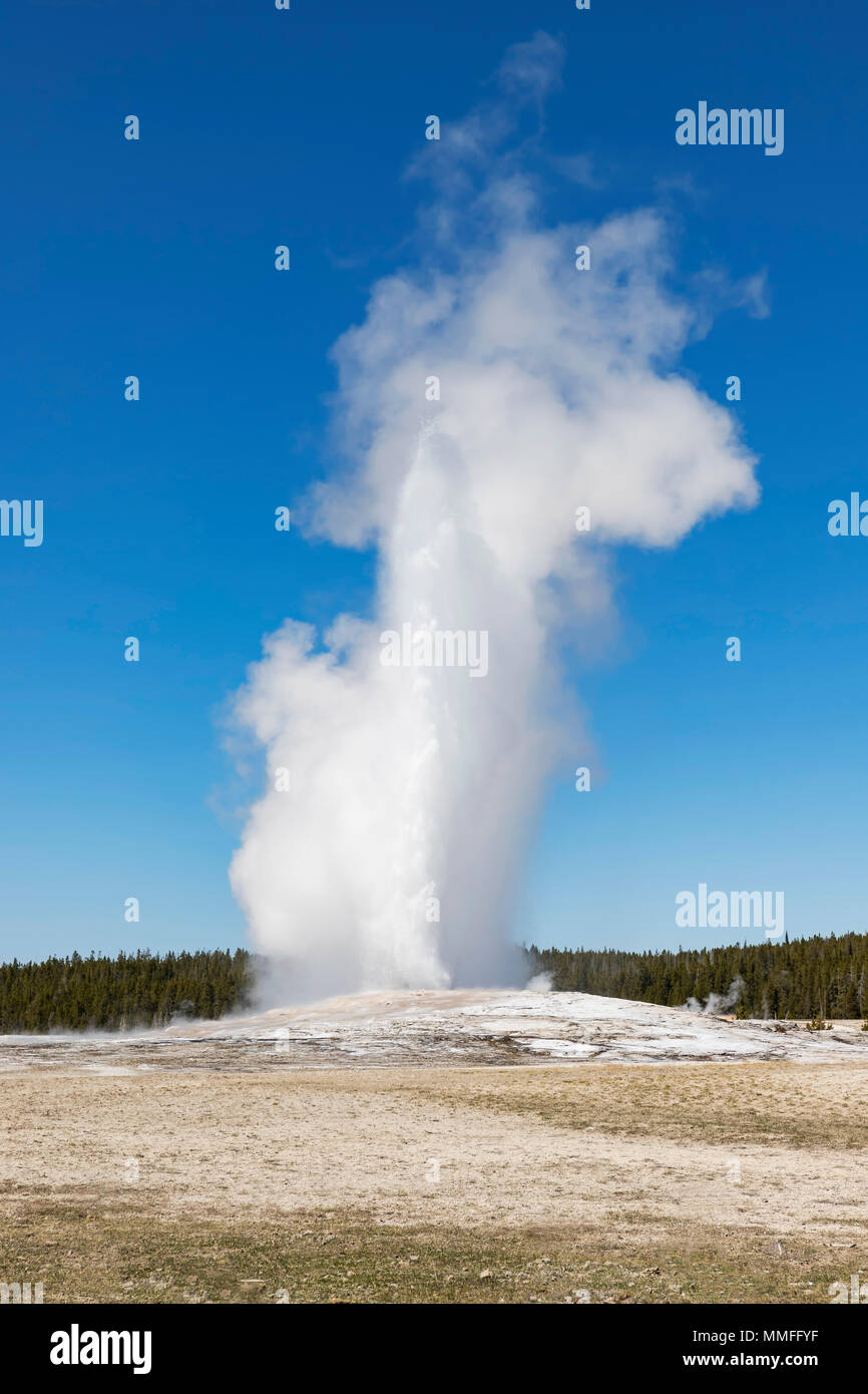 Yellowstone National Park Old Faithful Geyser Stock Photo - Alamy