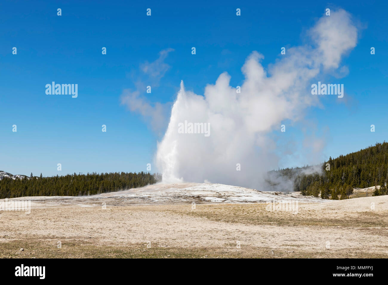 Yellowstone National Park Old Faithful Geyser Stock Photo - Alamy