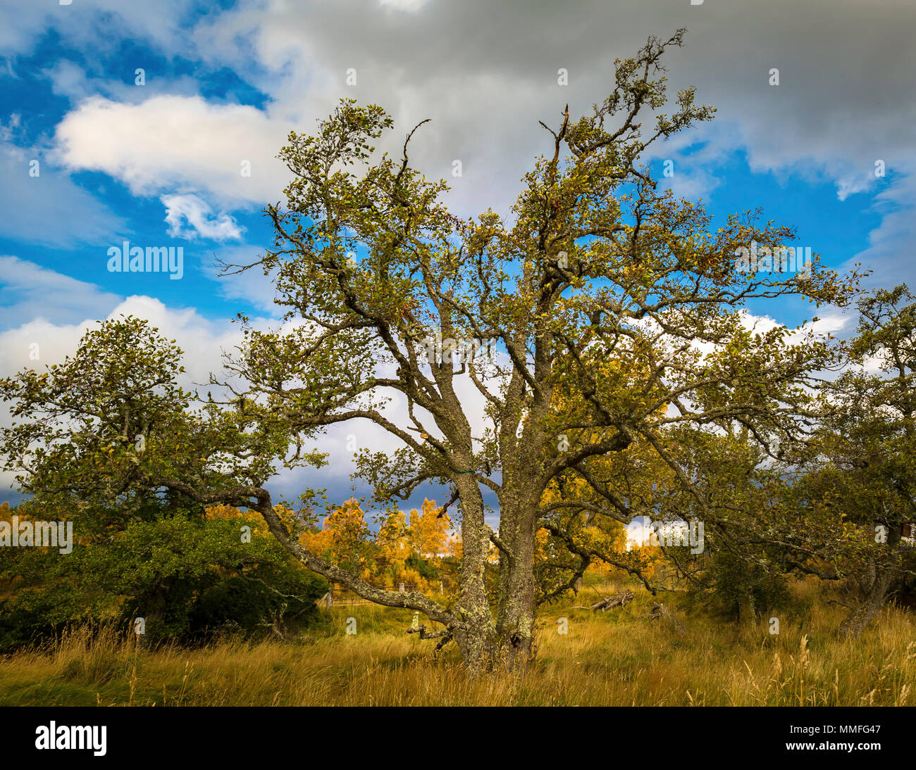 A huge tree presides over an autumn scene from the Scottish highlands ...