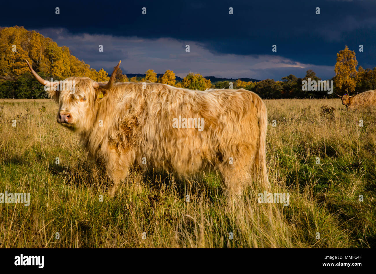 Hairy Coo High Resolution Stock Photography and Images - Alamy