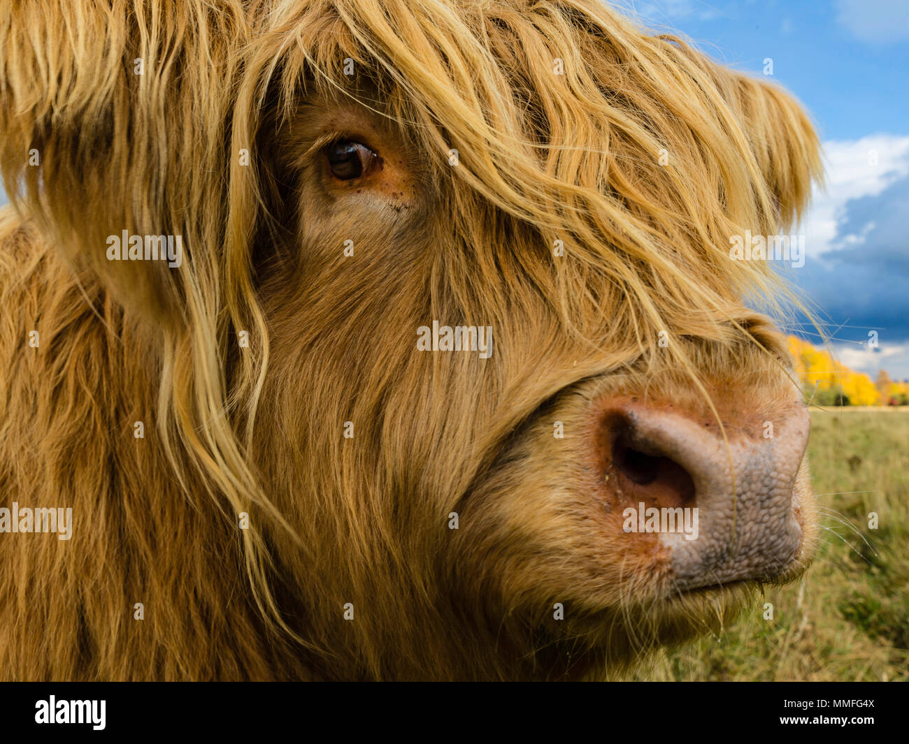 The Highland Cow or coo as it is known is a large hairy and somewhat ...
