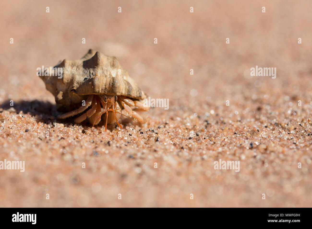 Crabs crawling into sea hi-res stock photography and images - Alamy