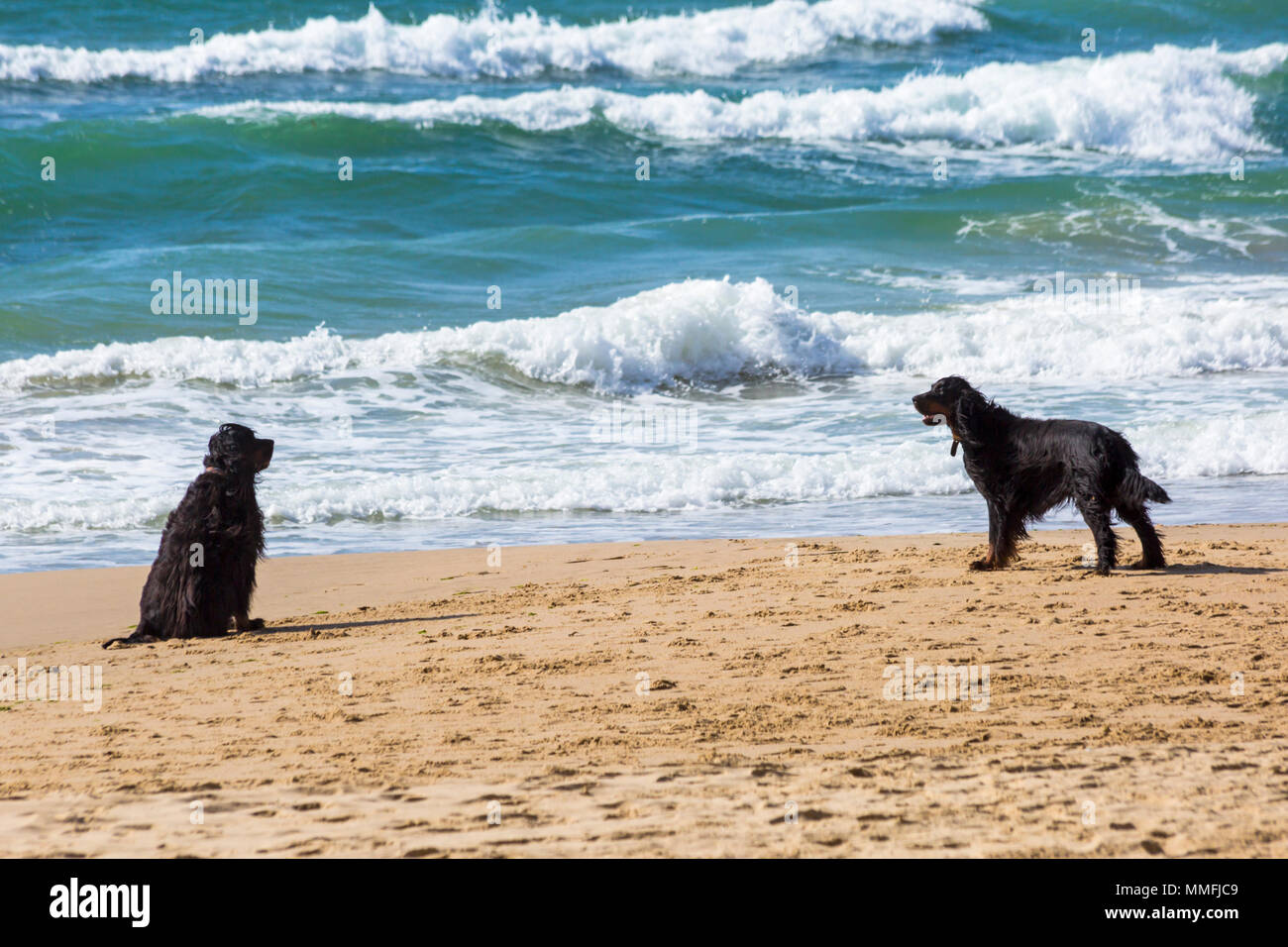 Gordon setter dogs at the beach hi-res stock photography and images - Alamy