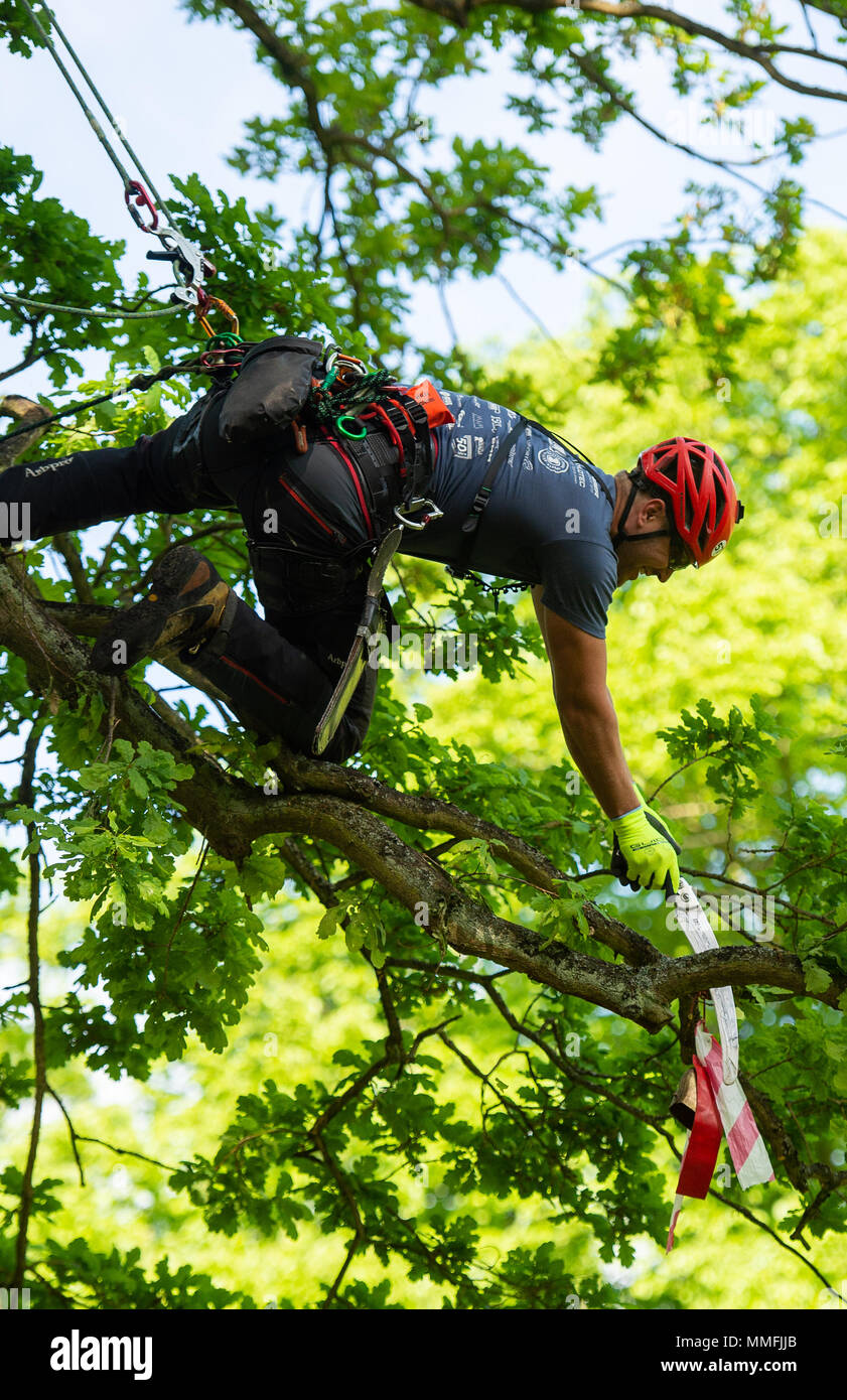 11 May 2018, Germany, Bleckede: Contestant Julian Fesser climbs a tree ...