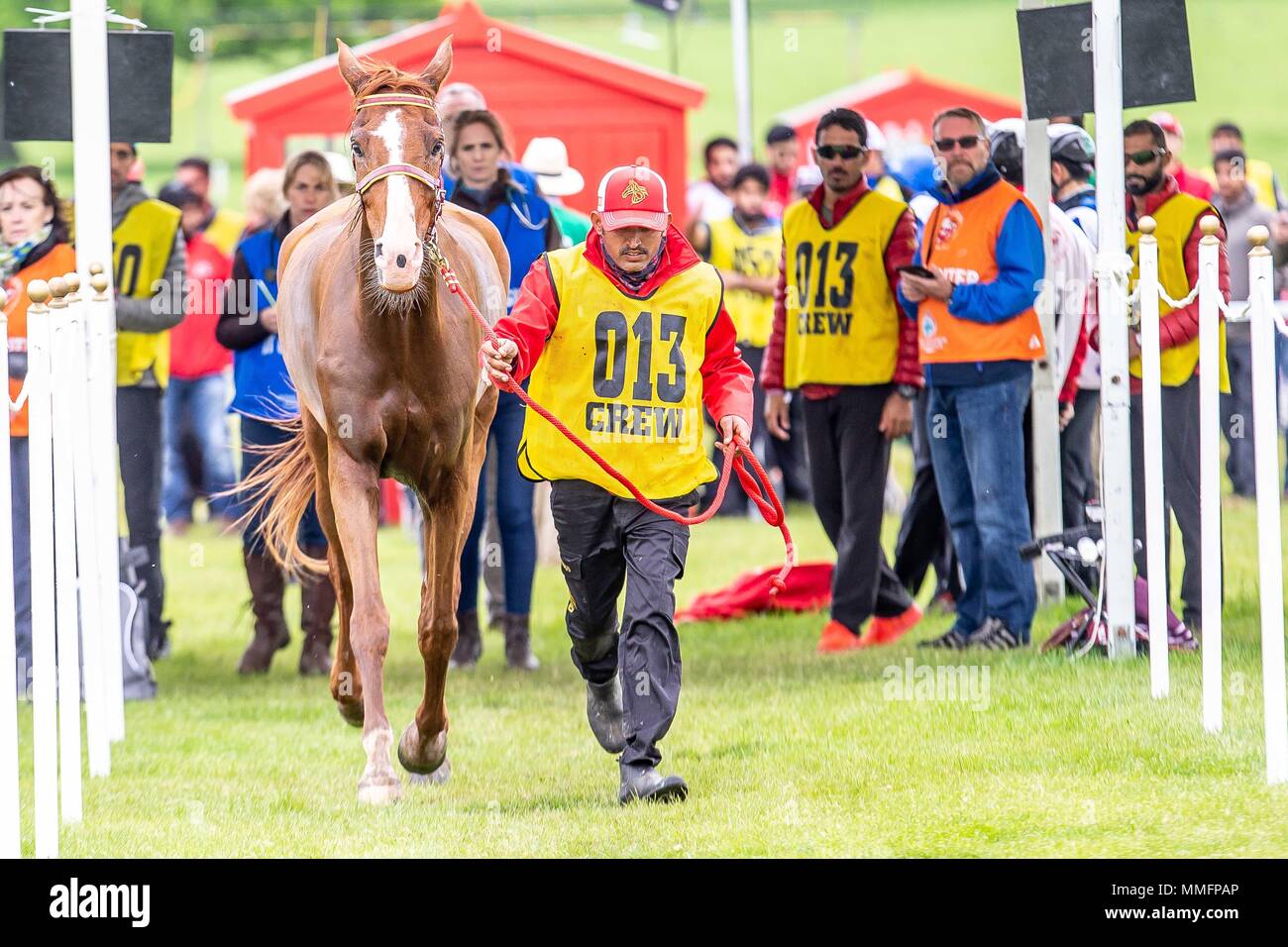 Endurance horse race hi-res stock photography and images - Alamy
