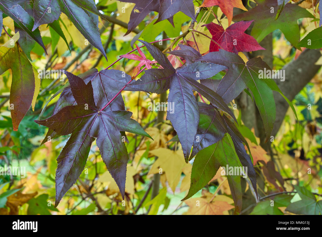 Liquid amber tree hi-res stock photography and images - Alamy