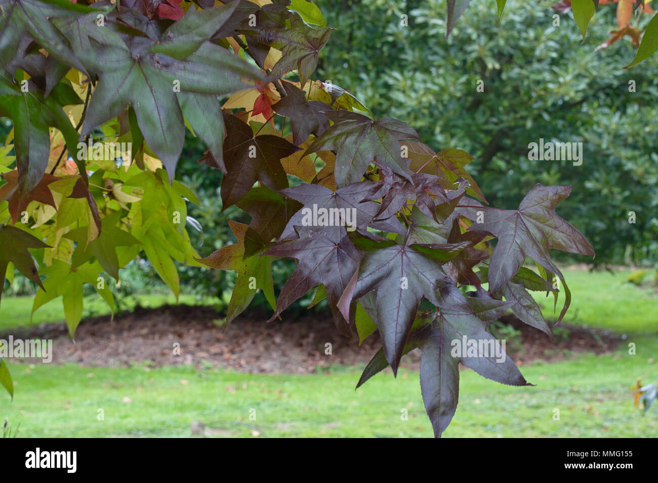 Liquid amber tree leaves hi-res stock photography and images - Alamy