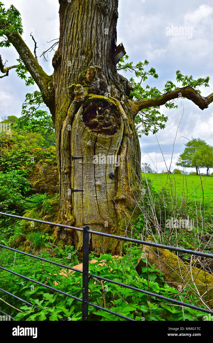 Magical old tree with door leading to who knows where?!! Perhaps a ...