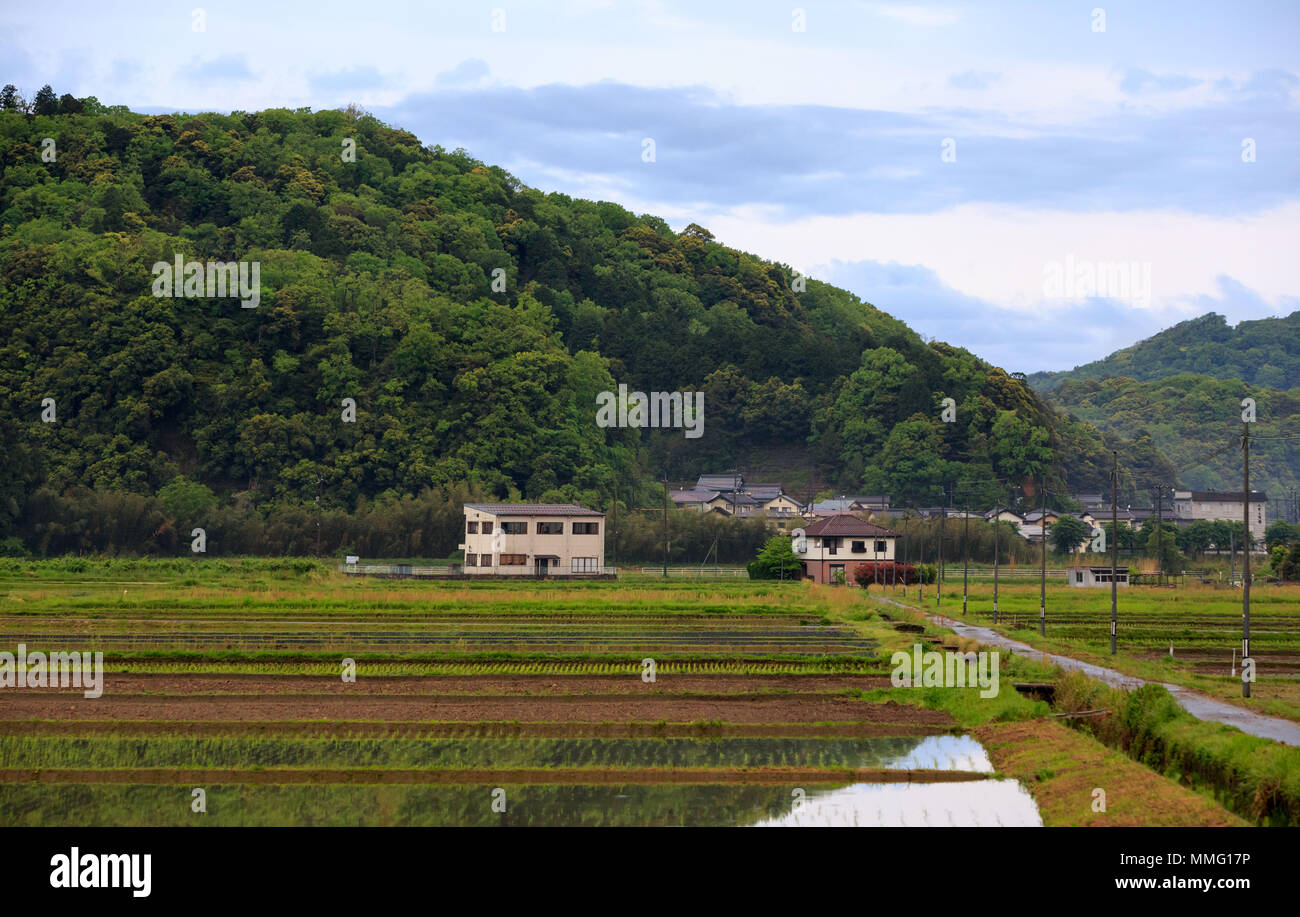 Rice fields in the Japanese countryside near a small town Stock Photo ...