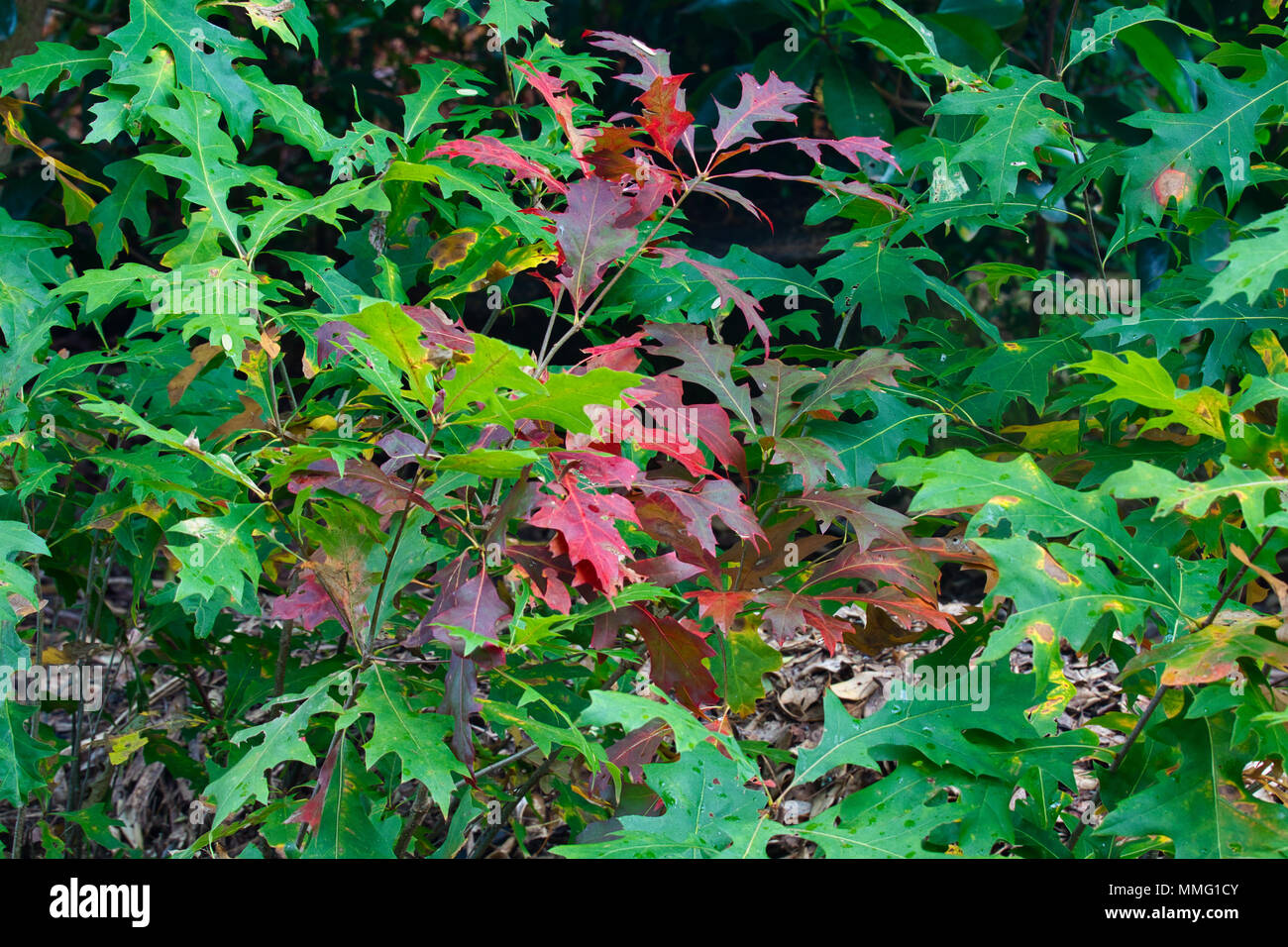 A mass of pin oak seedlings growing together in wood chips at the ...