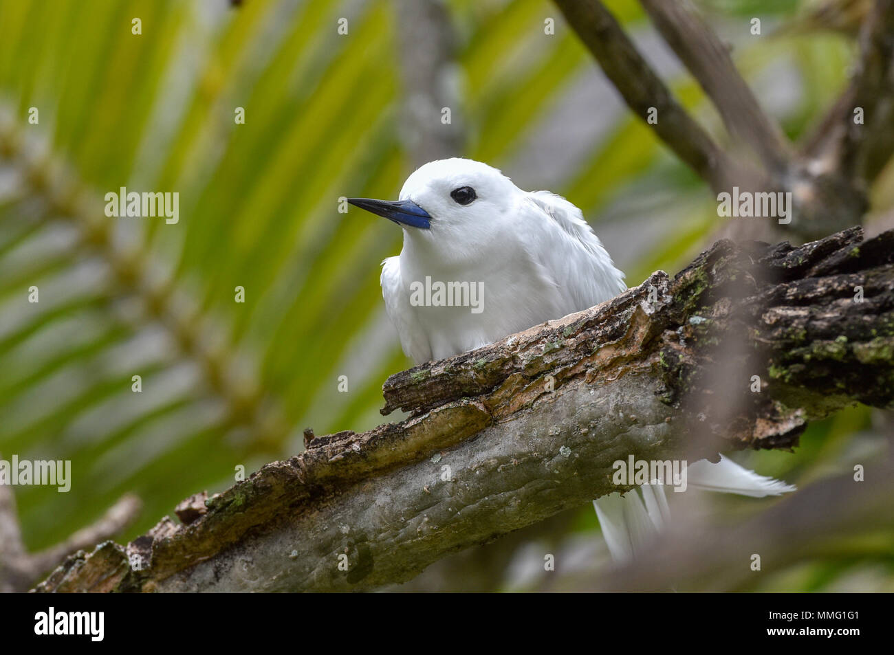 Common white term hi-res stock photography and images - Alamy