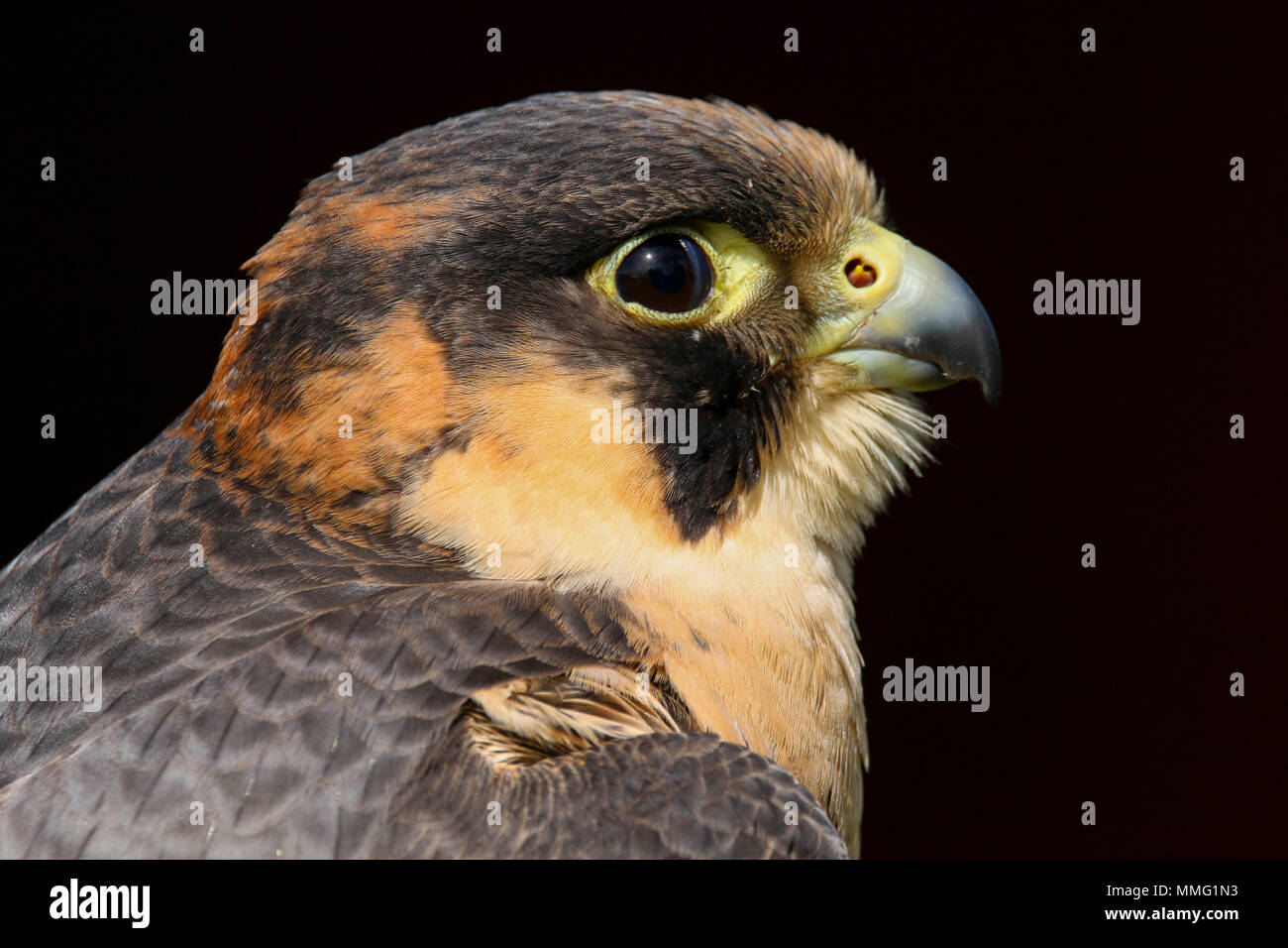 Captive Barbary Falcon (Falco pelegrinoides) sitting Stock Photo - Alamy