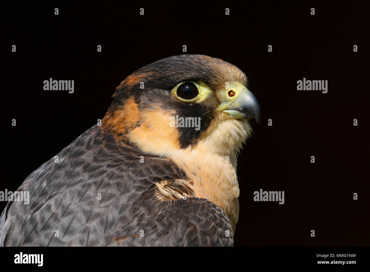 Captive Barbary Falcon (Falco pelegrinoides) sitting Stock Photo - Alamy