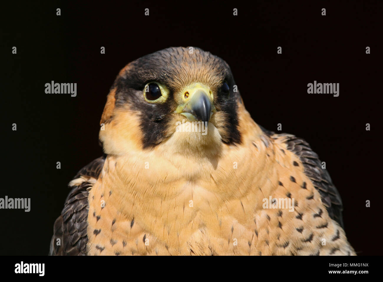 Captive Barbary Falcon (Falco pelegrinoides) sitting Stock Photo - Alamy