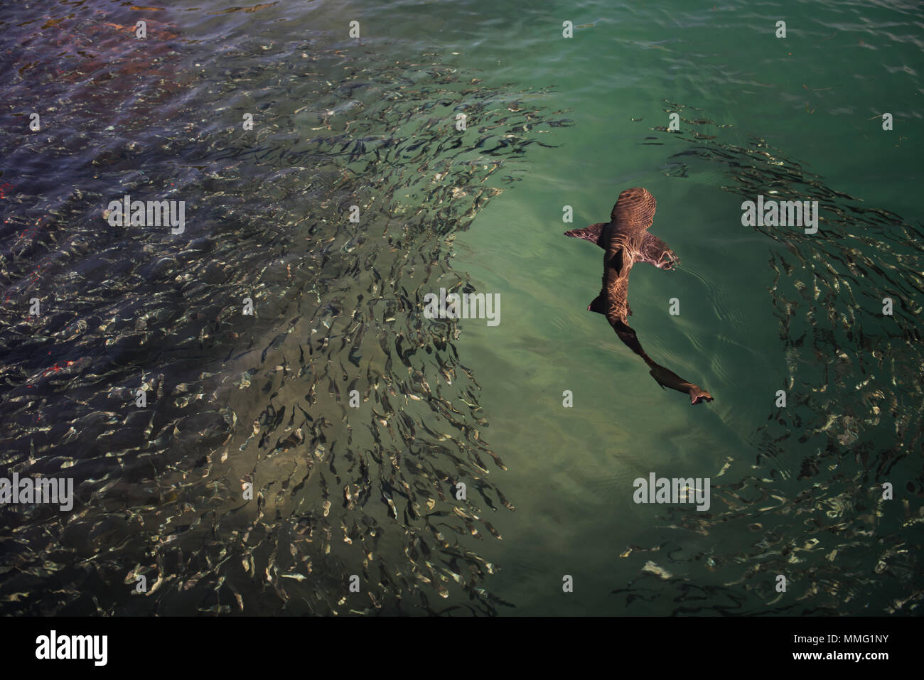 Sicklefin lemon shark stalking its prey Stock Photo - Alamy